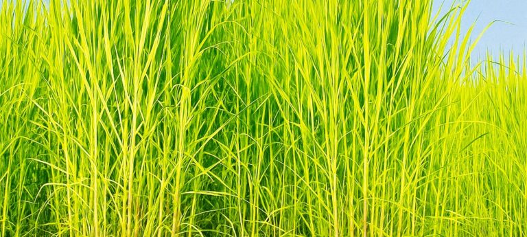 India popular Napier Grass Type And Farm Sale price, Processing Cost ...